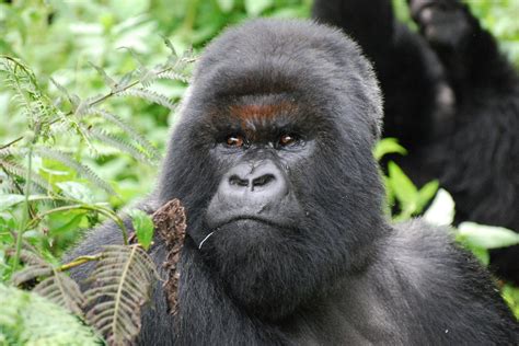 3 Decades After Dian Fossey Gorillas Still Face Extinction