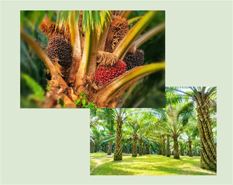 What Does Palm Oil Tree Look Like