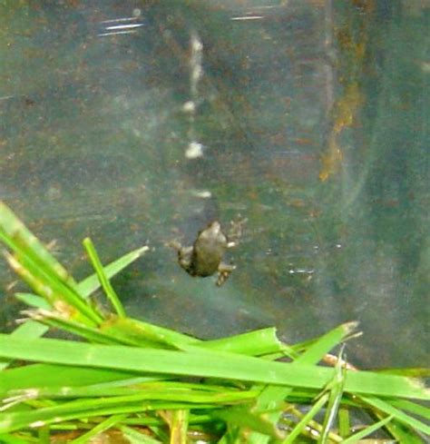 Feeding Toadlets Newts And Salamanders Portal