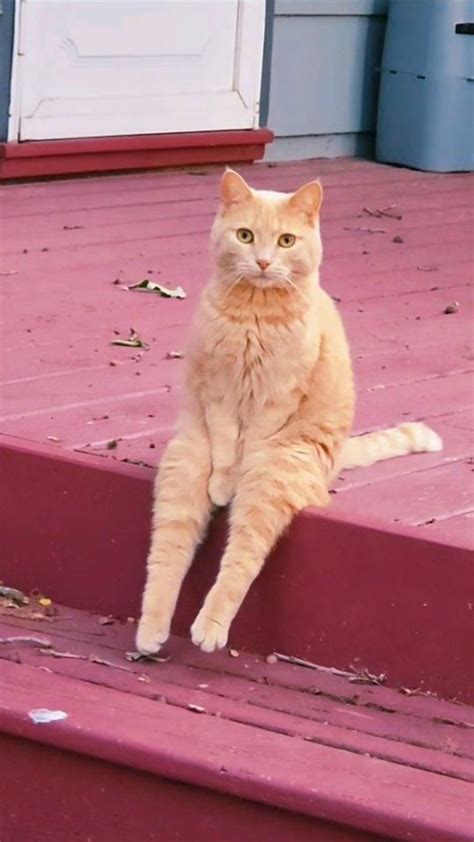 Orange Cat Sitting On Steps Video Cats Sitting Funny Orange Cat Sitting On Bench Orange