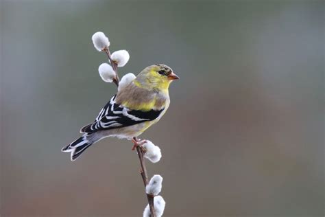 American Goldfinch Say Hello To The Male American Goldfinch A