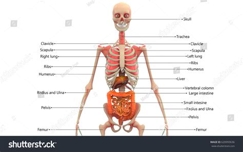 Human Skeleton Organs Anatomy 3 D Stock Illustration 620993636