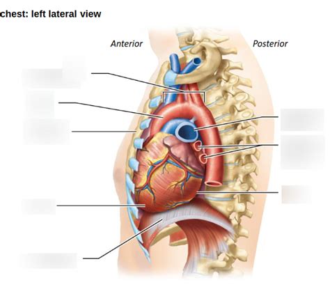 Lateral View Diagram Quizlet