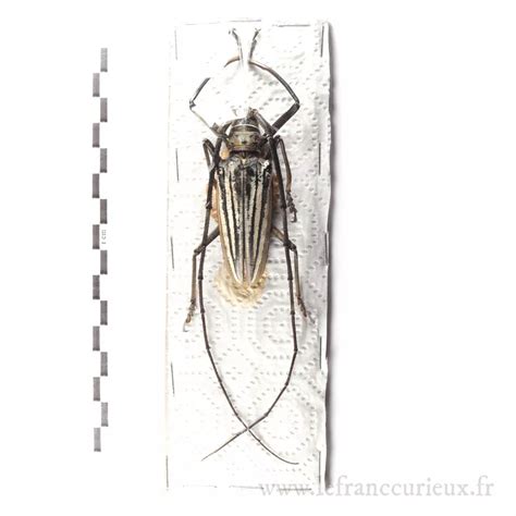 Batocera Lamondi Mâle 64mm Réf Lfc03835