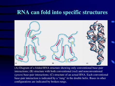 Ppt Rna Processing Powerpoint Presentation Free Download Id4407862
