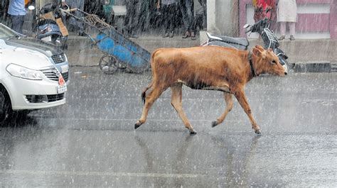 Man Accused Of Having Sex With Calf