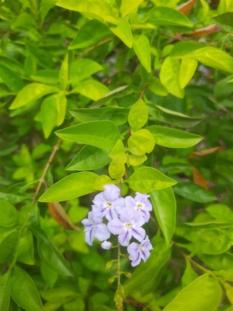 Sinyo Naughty Flower And X28duranta Erecta Land X29 Stock Image Image