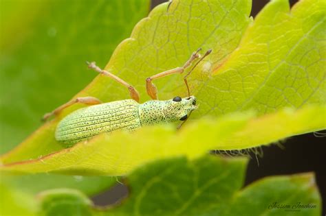 Polydrusus Impressifrons Les Carnets Nature De Jessica Photographie