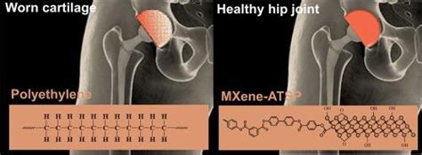 Atsp Bioengineering Biocompatibility Md Saifur Rahman