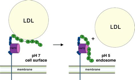 An Intramolecular Spin Of The Ldl Receptor β Propeller Structure