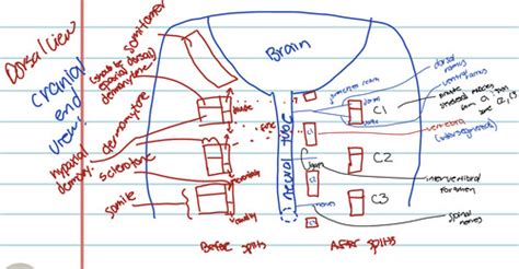 Embryology Segmentation Of The Body After Folding Flashcards Quizlet