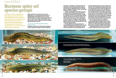 Peacock Eel