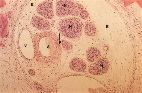 Nerve Cross Section Slide