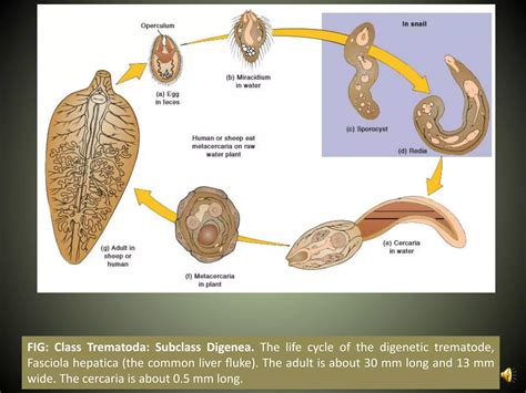 18 Phylum Platyhelminthes Ii Full Explanation Ppt