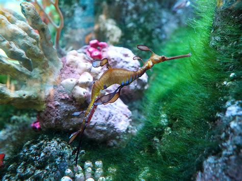 Sea Dragon Tank Chinese Water Dragon Complete Lighting And Heating