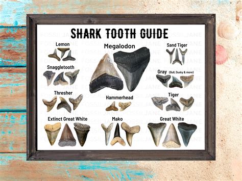 Shark Tooth Identification Guide Instant Download Fossil Id Card