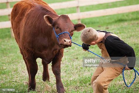 Cow Pulled Photos And Premium High Res Pictures Getty Images