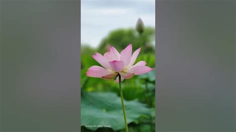 연꽃이 아름답고 우아합니다 막바지 여름더위에 구독자 님들 건강조심하세요 Youtube