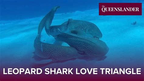 Sex Tape Researchers Film Rare Leopard Sharks Mating The Queenslander