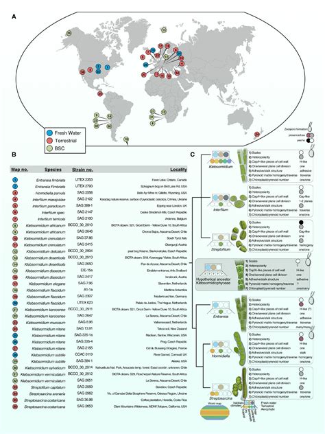 Study Multicellularity Emerged In Streptophyte Plants About One