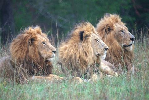 Ultimate Guide On Hunting In South Africa Everything You Must Know