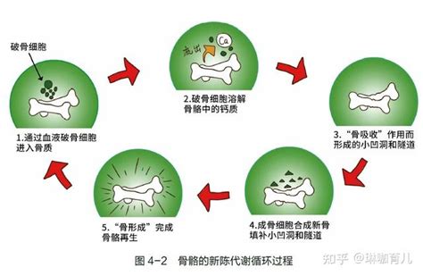 人体骨骼在不同年龄段的新陈代谢 知乎