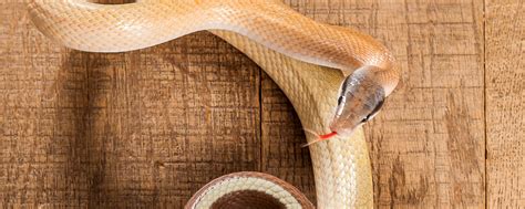 The Heresies — Arius Vs Athanasius Trinity Reformed Church