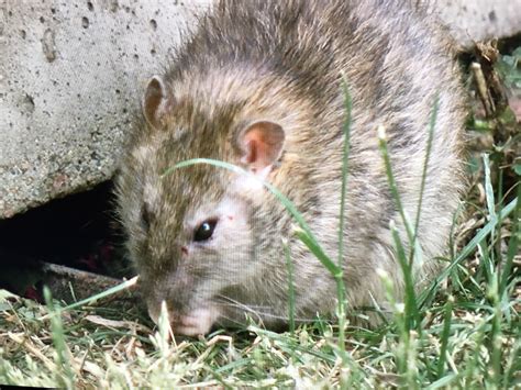 Does Rat Infested House Pose A Health Danger
