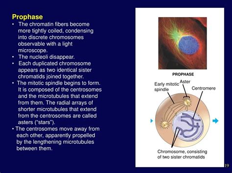 Ppt The Cell Cycle And How Cells Divide Powerpoint Presentation Free