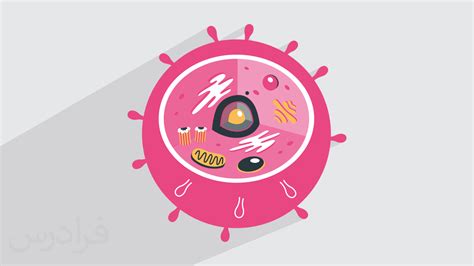 سلول یا یاخته چیست؟ ۸ جزء اصلی سازنده سلول یوکاریوتی فیلم آموزش رایگان فرادرس