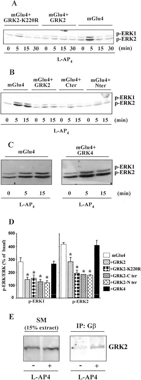 Regulation Of Mglu4 Metabotropic Glutamate Receptor Signaling By Type 2
