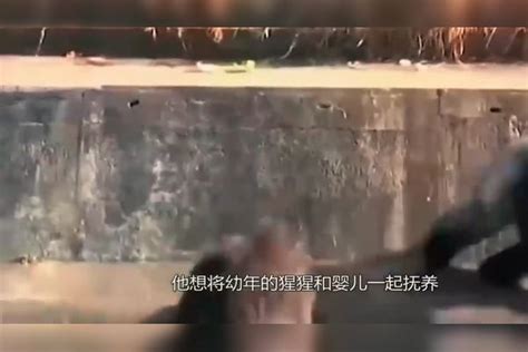人类宝宝和猩猩一起长大，猩猩认为自己是人类，专家害怕终止实验