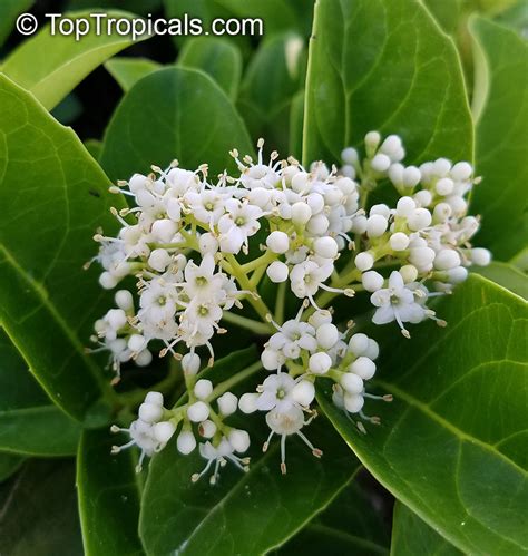 Viburnum Odoratissimum Sweet Viburnum Top Tropicals Plant Encyclopedia