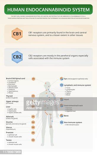 Human Endocannabinoid System Vertical Textbook Infographic High Res
