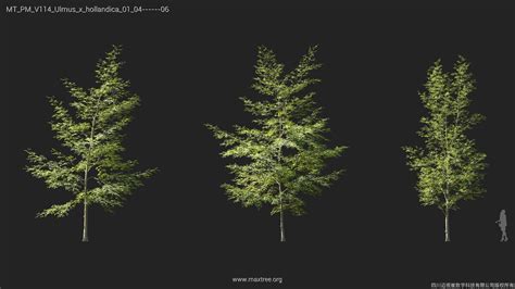 V114ulmusxhollandica01 Maxtree
