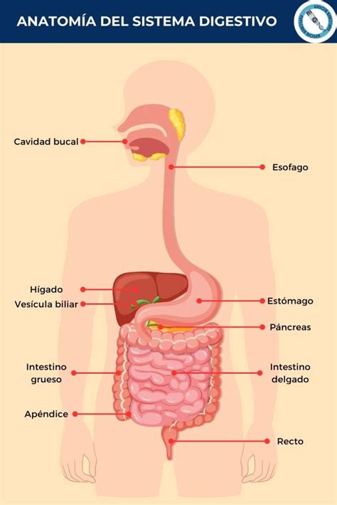 Anatomía Del Sistema Digestivo