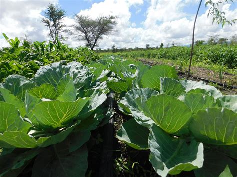 Foliar Application Method For Fertilizers Application