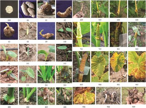 Codification And Description Of Phenological Growth Stages Of Taro