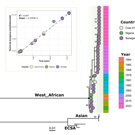 Phylogenetic Analysis Of Newly Generated Chikv Sequences Obtain From