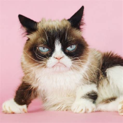 Grumpy Cat On Twitter