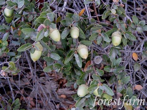 Quercus Vacciniifolia Common Bonsaihardwood Huckleberry Oak