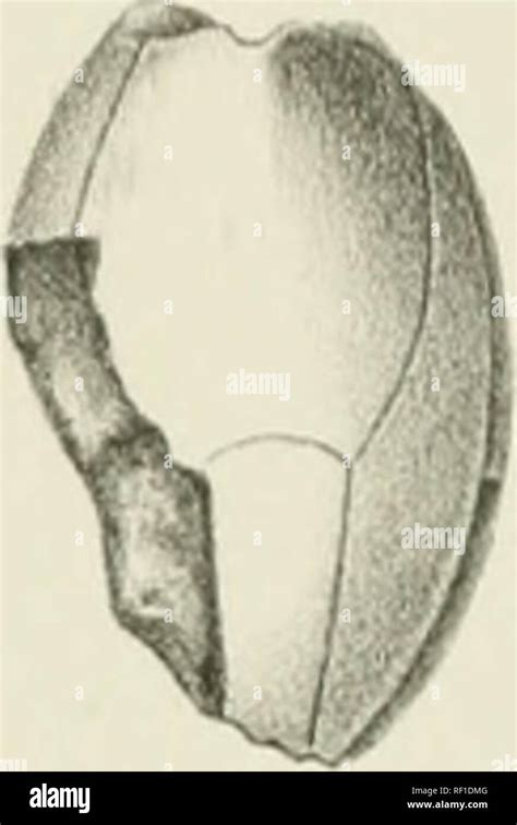 Catalogue Of The Blastoidea In The Geological Department Of The