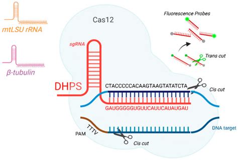 Crispr Cas12 Application For The Detection Of Pneumocystis Jirovecii In