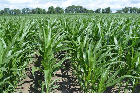 Fazy Rozwojowe Kukurydzy Bbch Jak Uprawiać
