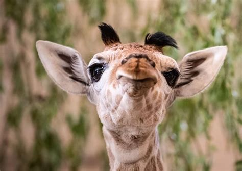 Wrocław Zoo Wrocław Mała żyrafa W Zoo We Wrocławiu Zobacz Jak
