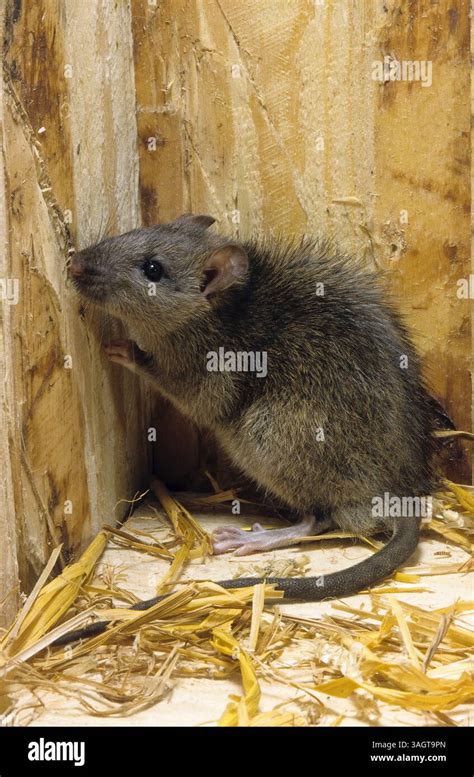 Wanderratte Wander Ratte Ratte Rattus Norvegicus Commoner Brown Rat