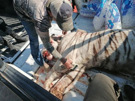 Indignación En Querétaro Conductor Arrolló Sin Piedad A Cinco Perros