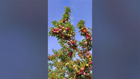 The Art Of Harvesting Relax Fruit Havesting Fruit Picking Harvest