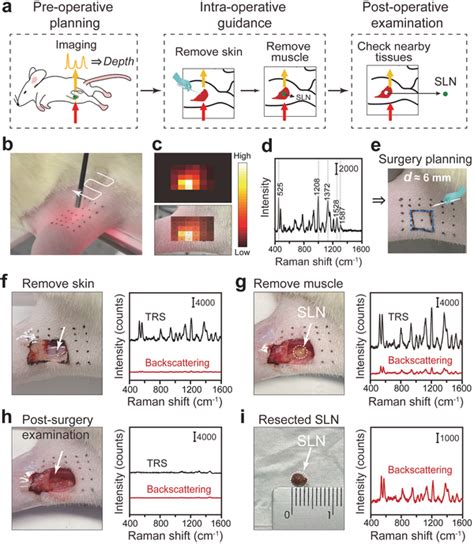 Intraoperative Detection And Minimal Surgery Of The Rat Sln Using Download Scientific Diagram