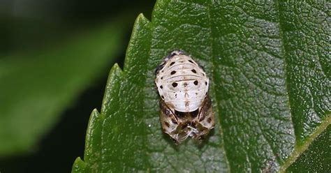 Random Insects Album On Imgur